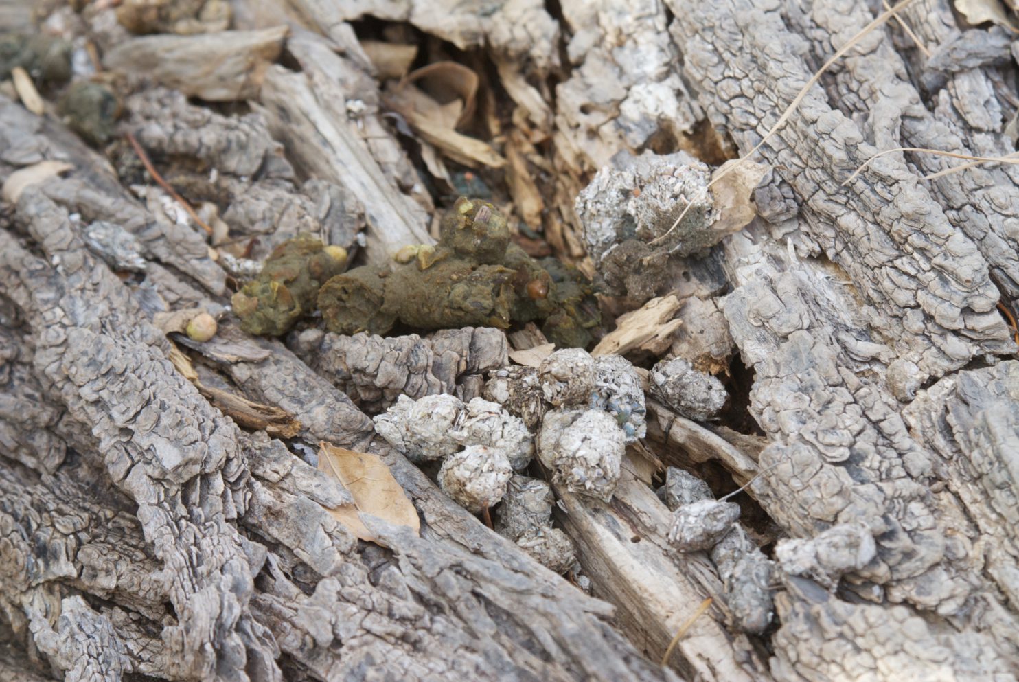 Raccoon Spore and Scat - Plants and Animals of Northeast Colorado