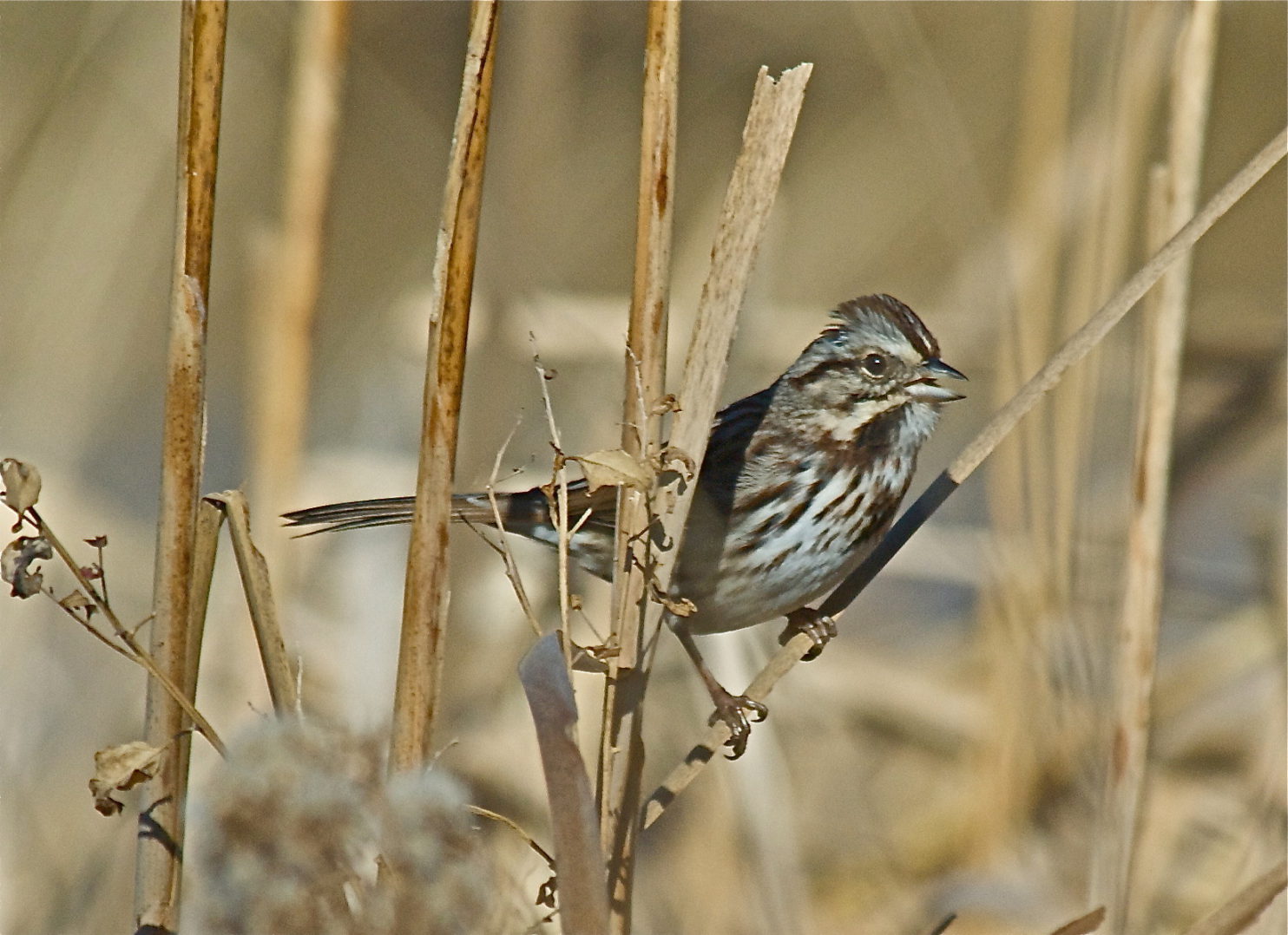 Several Sparrows - Plants and Animals of Northeast Colorado