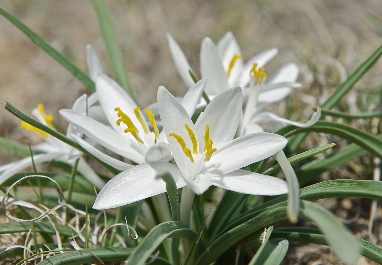 Sand Lily (or Star Lily) (Leucocrinum montanum) - Plants and Animals of ...