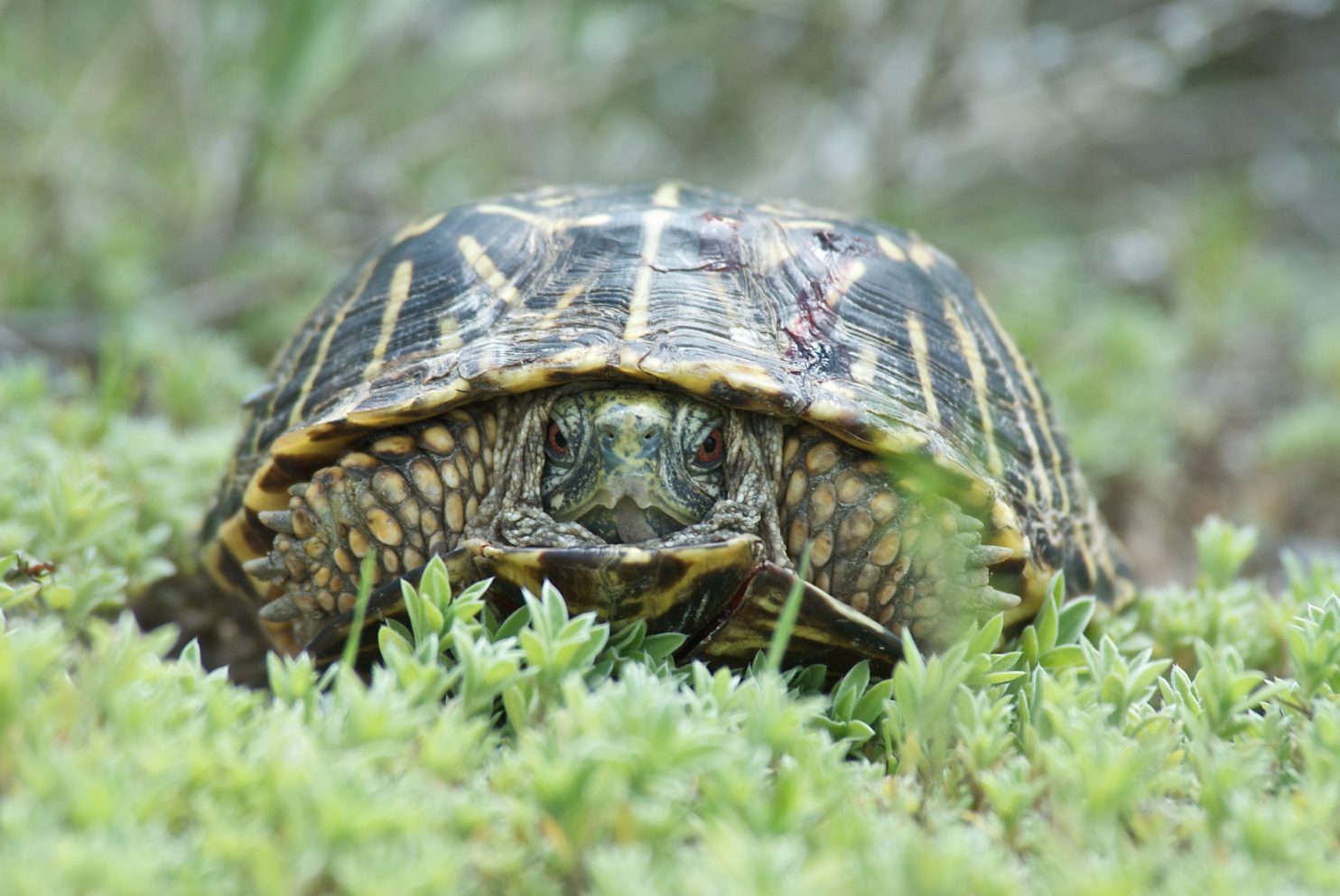 Ornate Box Turtle - Plants and Animals of Northeast Colorado