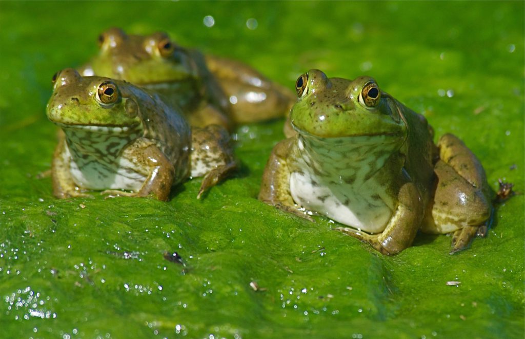 Bullfrogs in Groups - Plants and Animals of Northeast Colorado