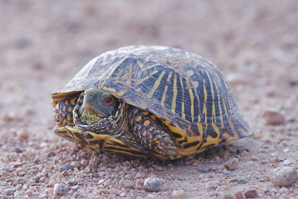 Ornate Box Turtle - Plants and Animals of Northeast Colorado
