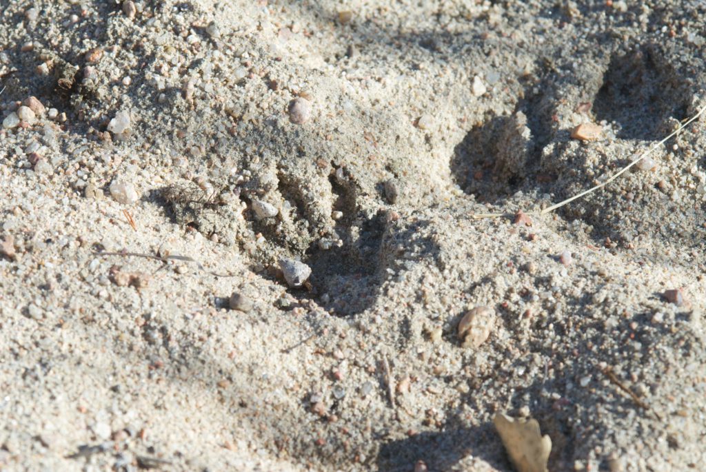 Raccoon Spore and Scat - Plants and Animals of Northeast Colorado