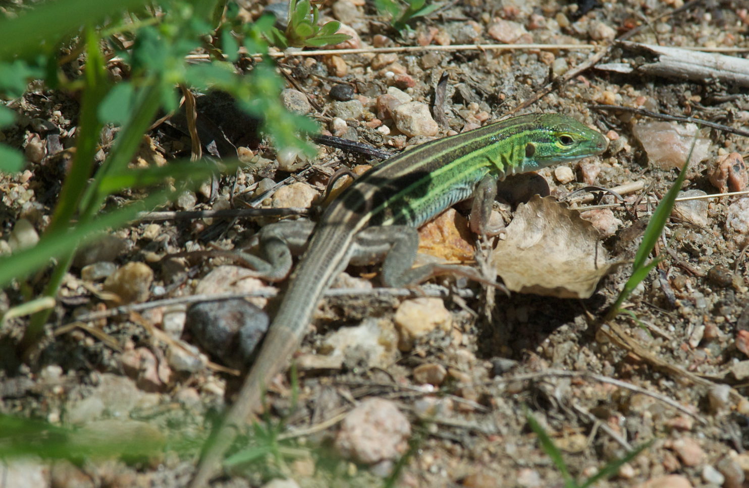 Six-Lined Racerunner Lizard - Plants and Animals of Northeast Colorado