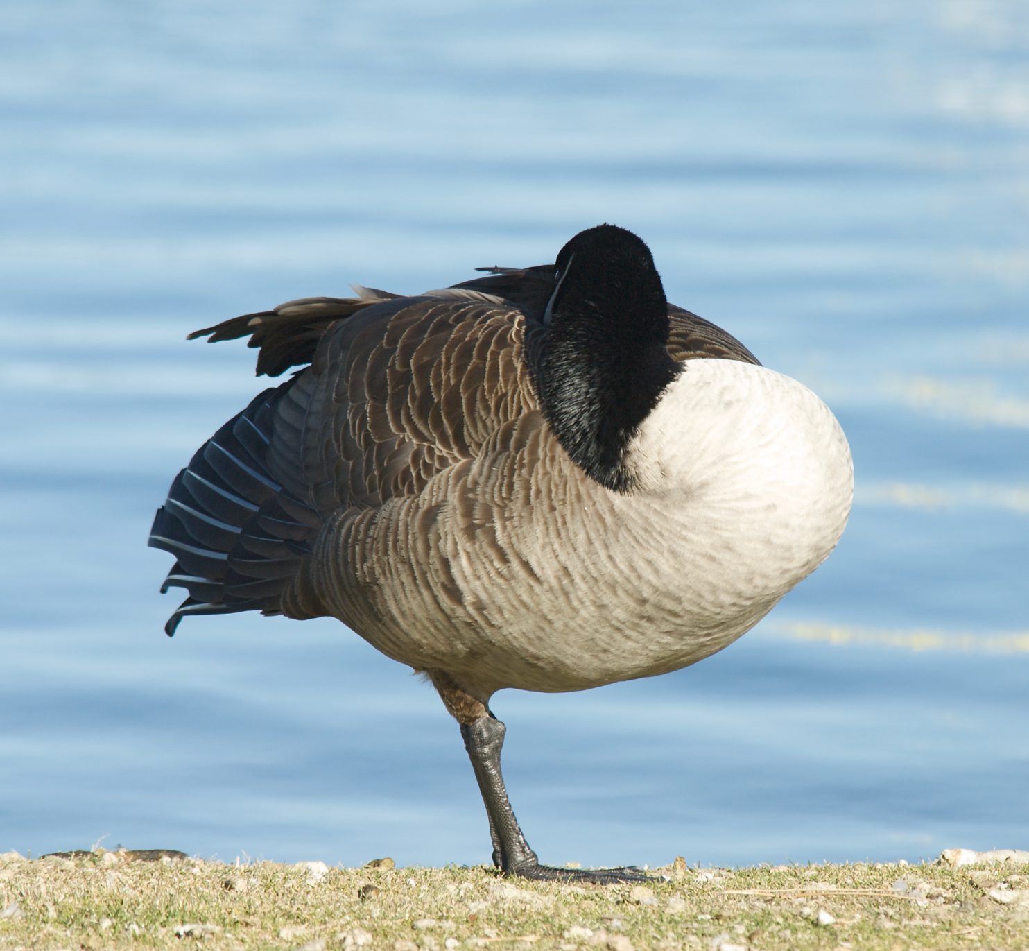 Canada Geese - Plants and Animals of Northeast Colorado