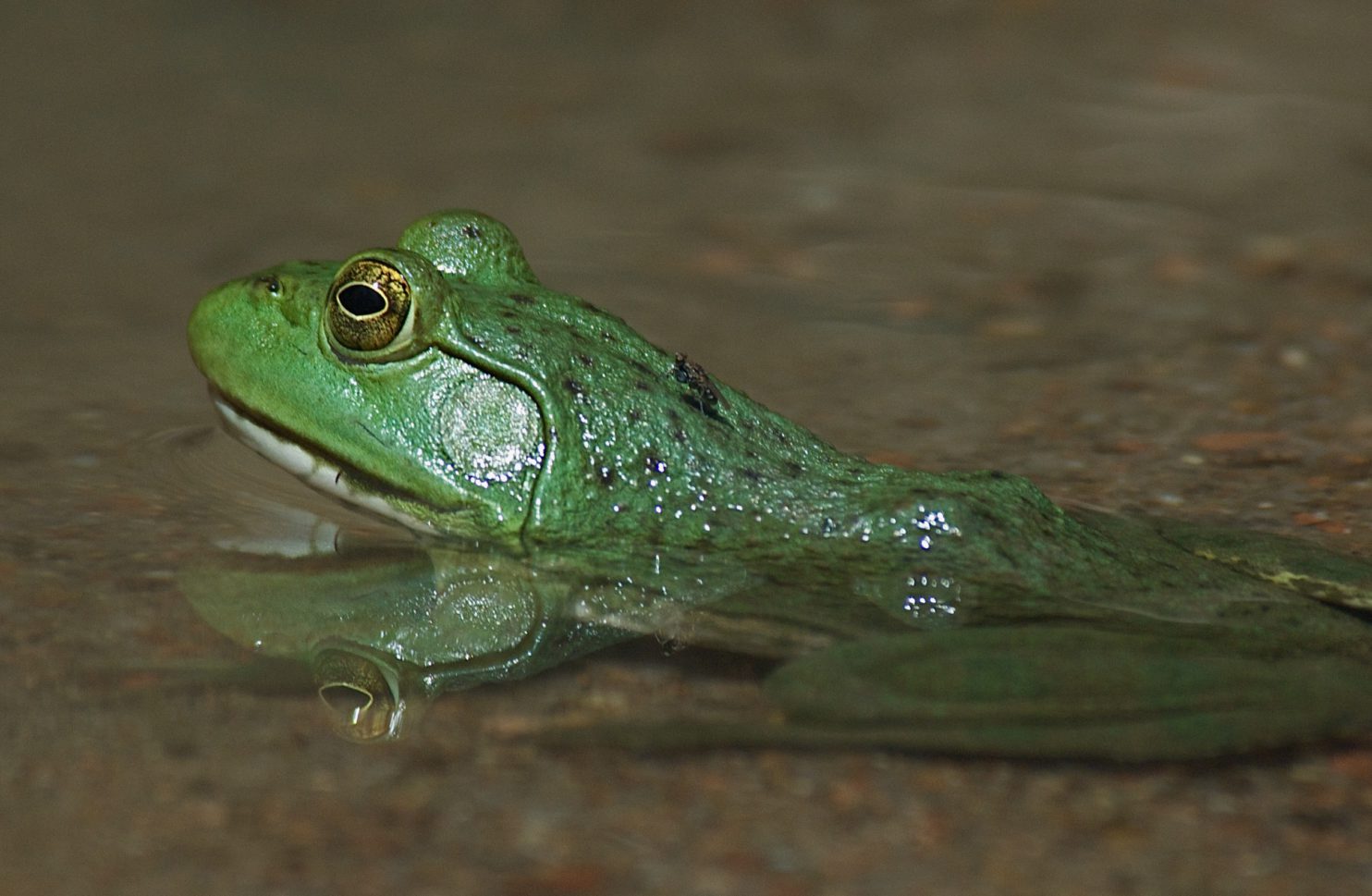 Bullfrog Body Shots - Plants and Animals of Northeast Colorado