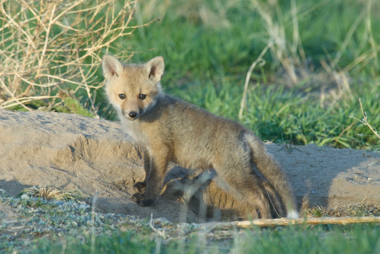 Baby Foxes - Plants and Animals of Northeast Colorado
