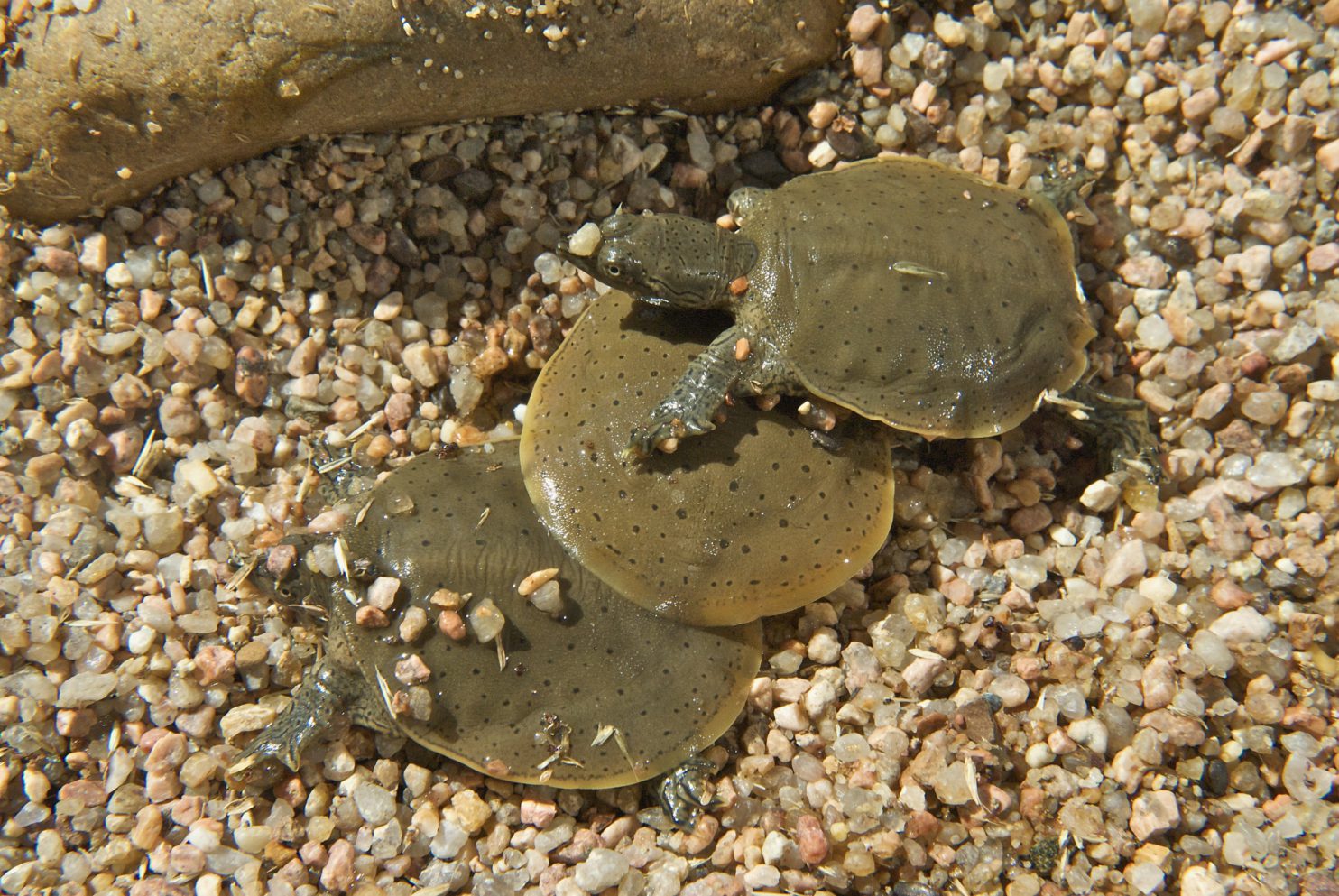 Spiny Soft-Shelled Turtle Babies - Plants and Animals of Northeast Colorado