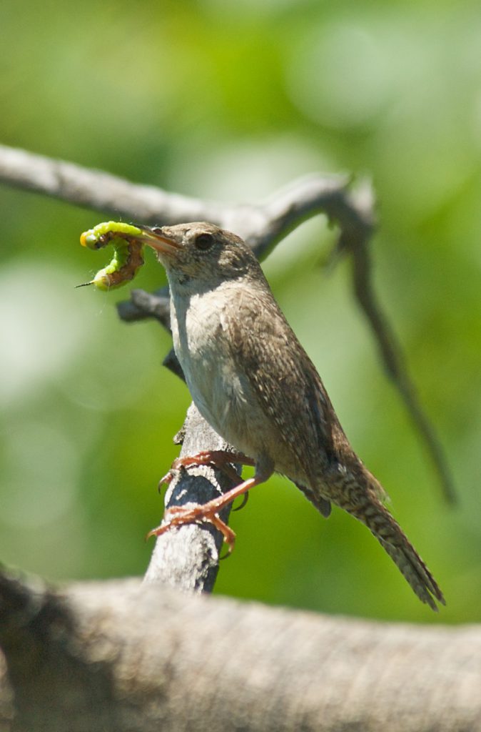 Wrens - Plants and Animals of Northeast Colorado