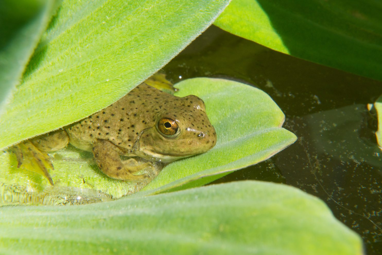 Bullfrog Body Shots - Plants and Animals of Northeast Colorado