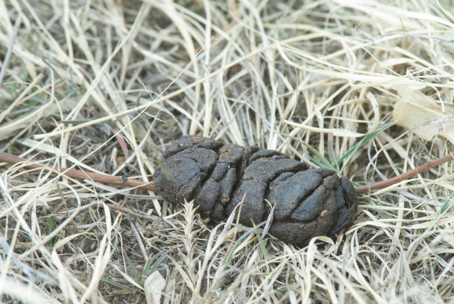 Deer Spore and Skat - Plants and Animals of Northeast Colorado