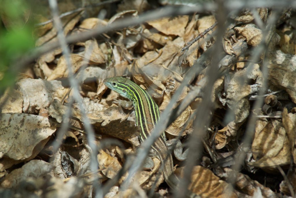 Six-Lined Racerunner Lizard - Plants and Animals of Northeast Colorado