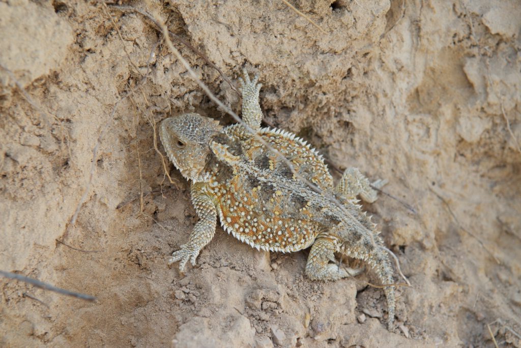 Short-Horned Lizard - Plants and Animals of Northeast Colorado