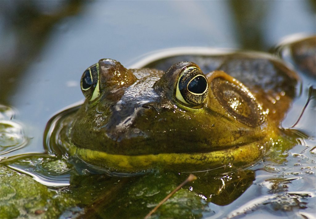Bullfrog Mug Shots - Plants and Animals of Northeast Colorado