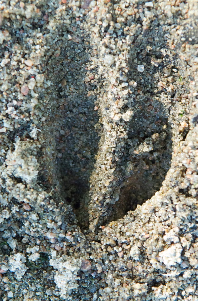 Deer Spore and Skat - Plants and Animals of Northeast Colorado