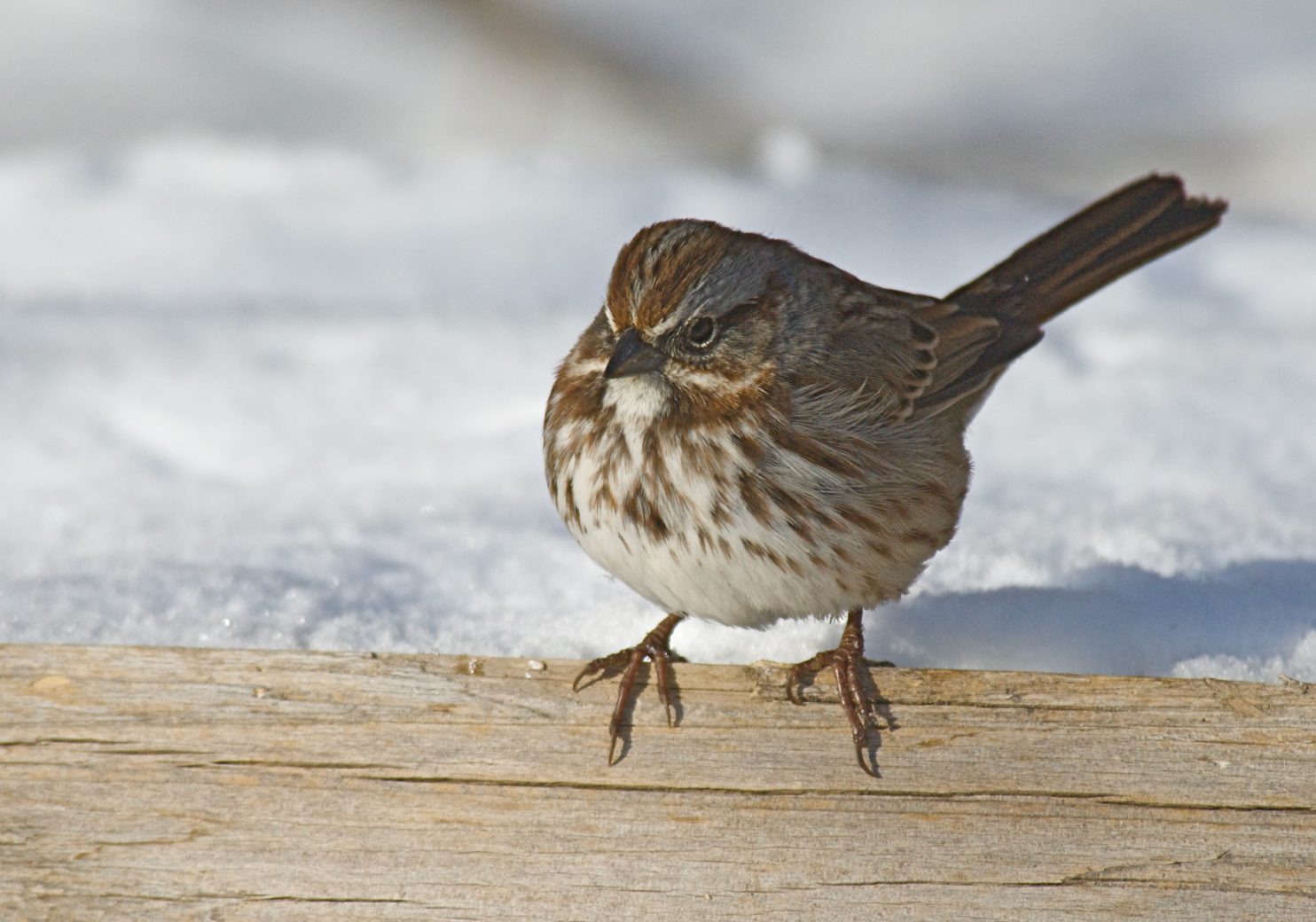Several Sparrows - Plants and Animals of Northeast Colorado
