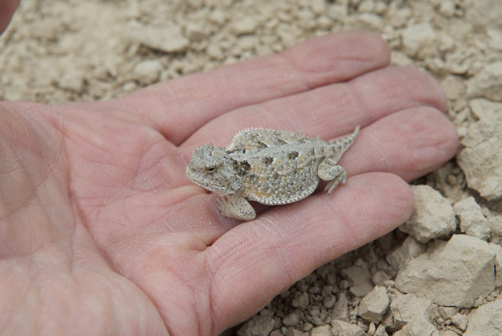 Short-Horned Lizard - Plants and Animals of Northeast Colorado