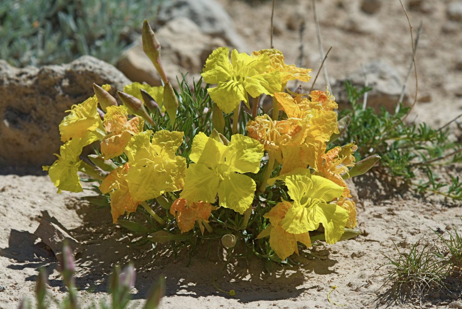 Lavanderleaf Sundrop (Calylophus lavandulifolius) - Plants and Animals ...