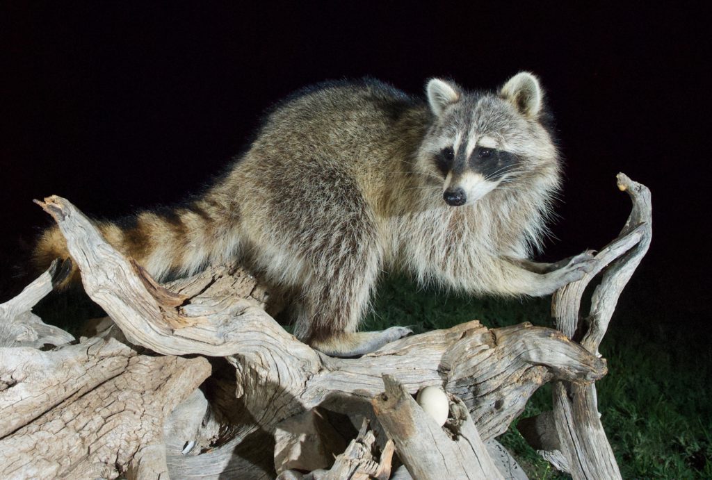 Raccoons - Plants and Animals of Northeast Colorado