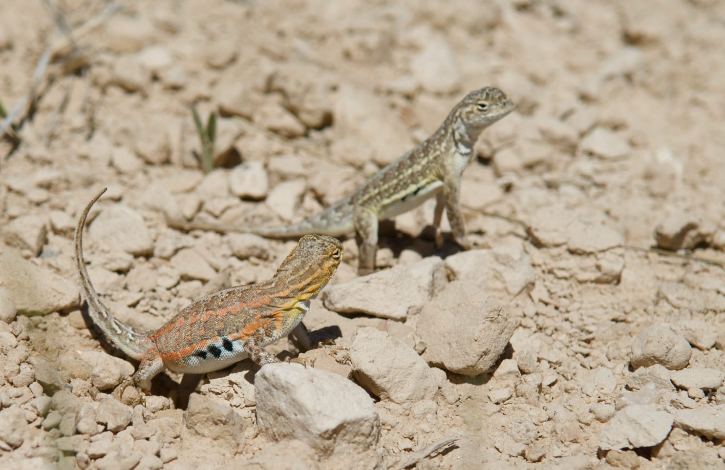 Lesser Earless Lizard - Plants and Animals of Northeast Colorado