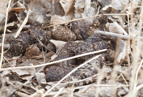 Beaver Spore and Scat - Plants and Animals of Northeast Colorado