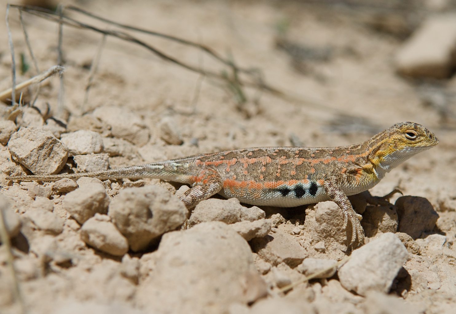 Lesser Earless Lizard - Plants and Animals of Northeast Colorado