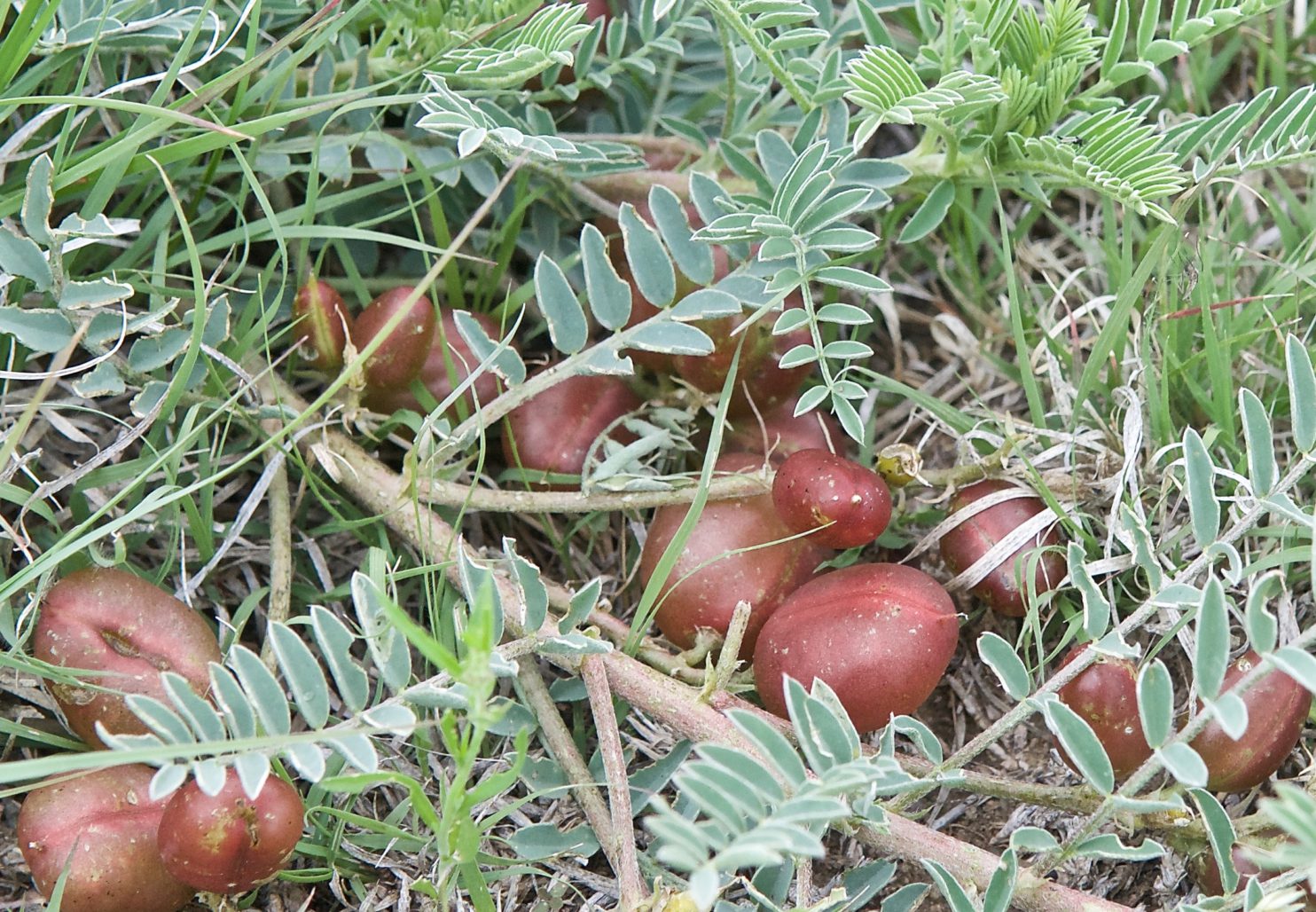 Ground Plum Milkvetch (F. Astragalus crassicarpus) - Plants and Animals ...