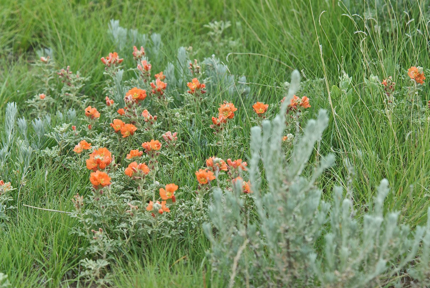 Copper Globe Mallow (Sphaeraicea coccinea) - Plants and Animals of ...