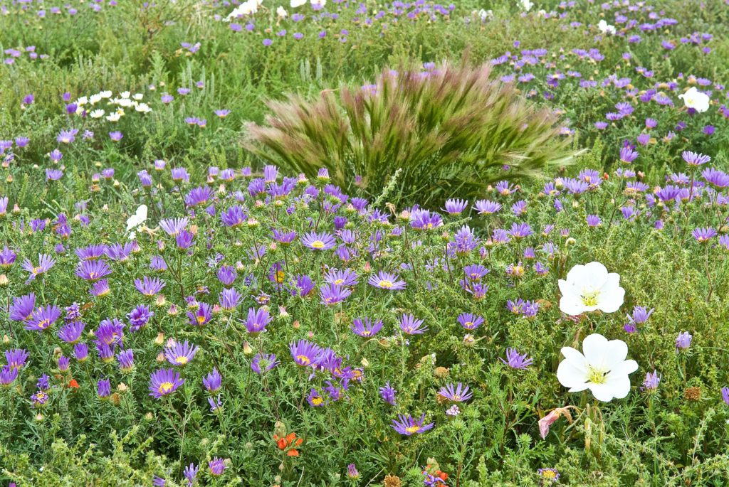 Two Tansyasters - Plants and Animals of Northeast Colorado