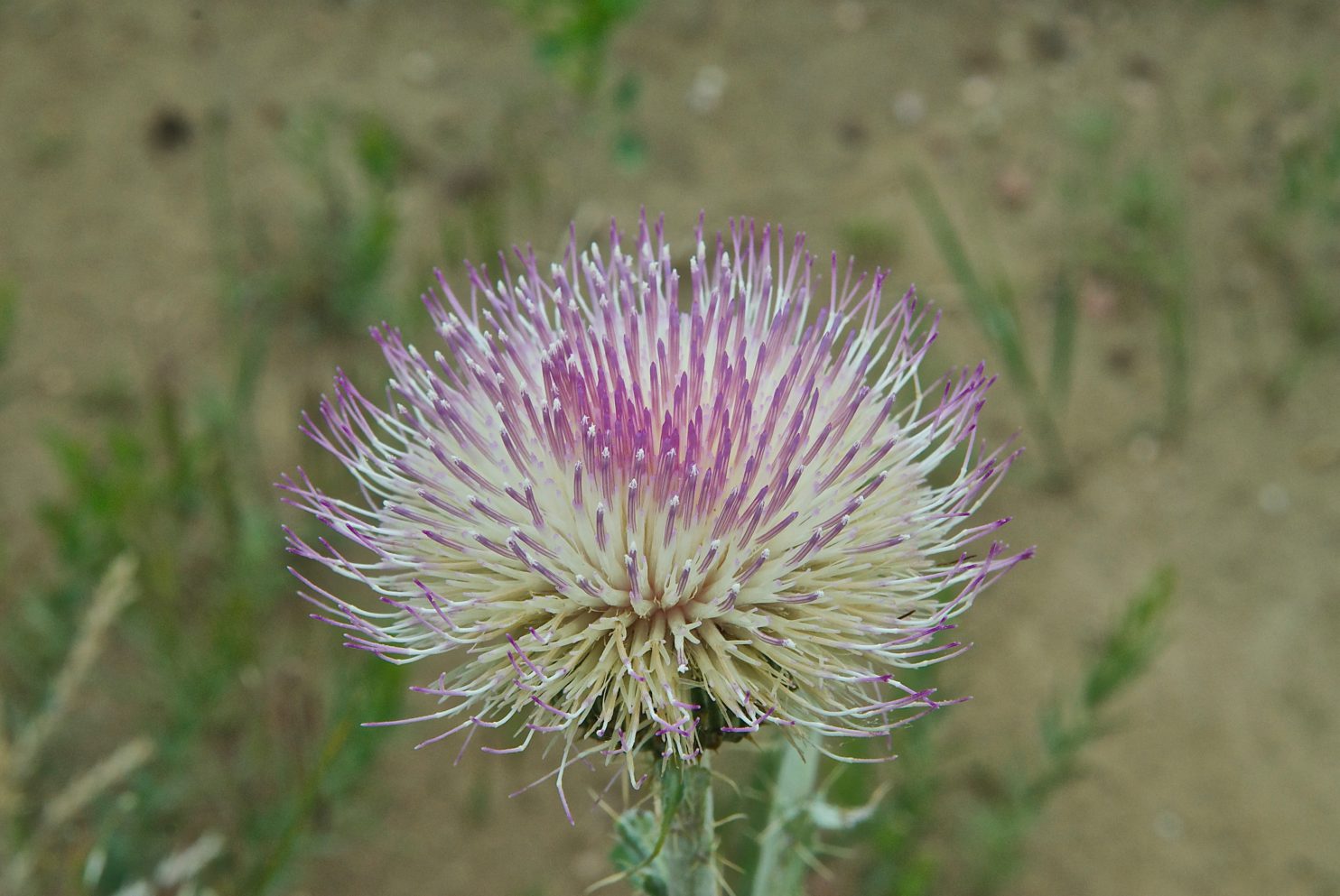 Creamy Thistle (Cirsium canescens) - Plants and Animals of Northeast ...