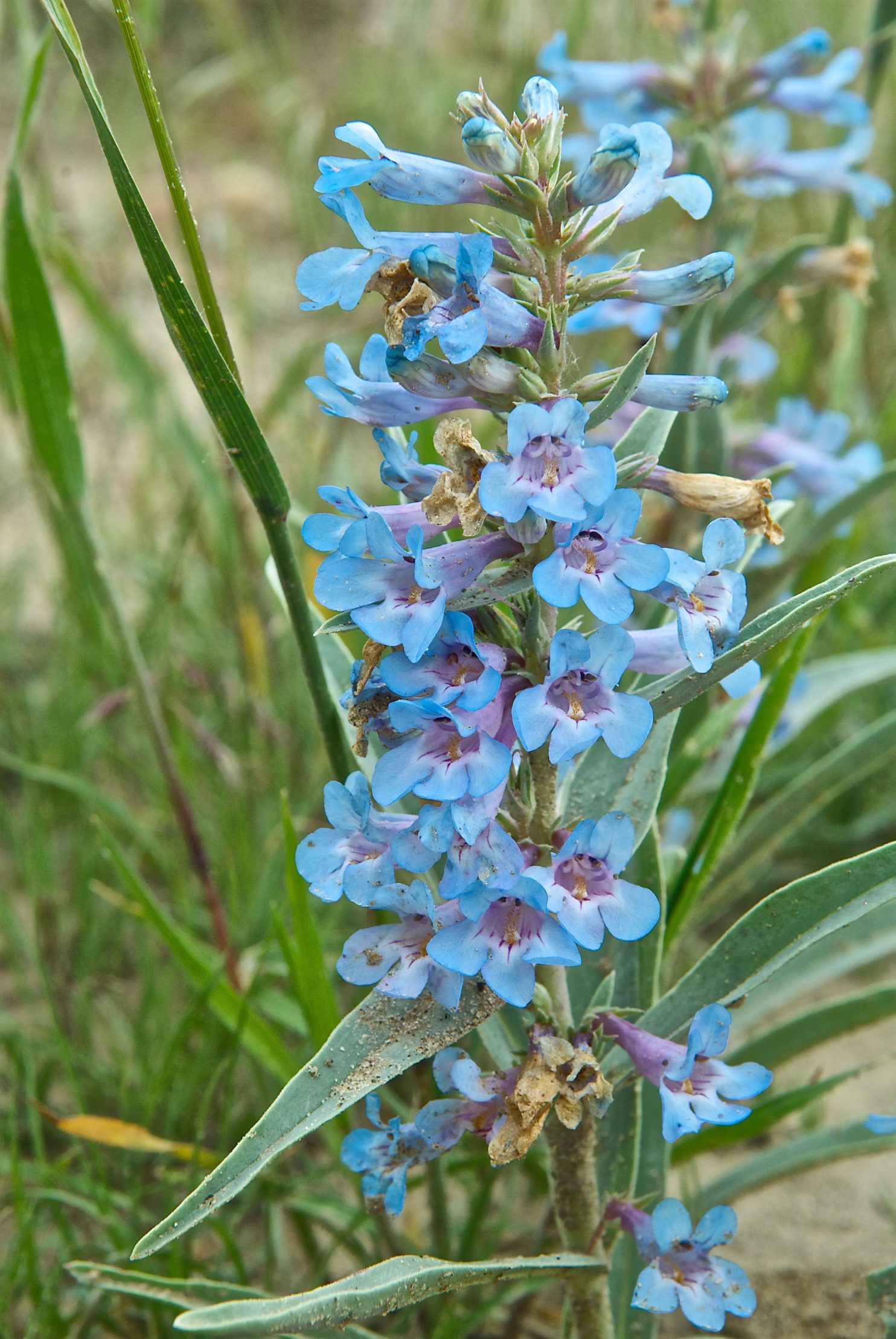 Penstemon (Penstemon) - Plants and Animals of Northeast Colorado