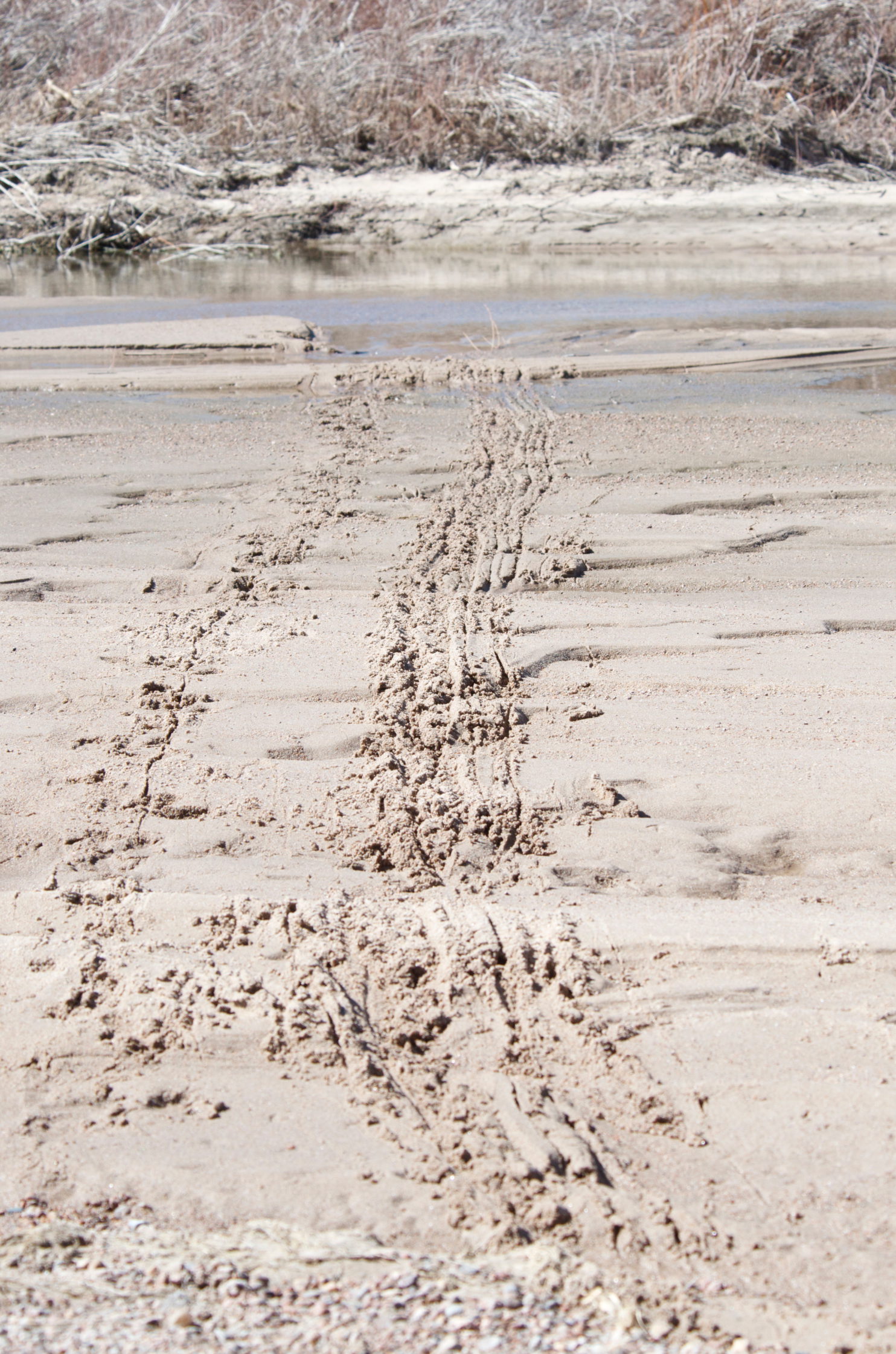 Beaver Spore and Scat - Plants and Animals of Northeast Colorado