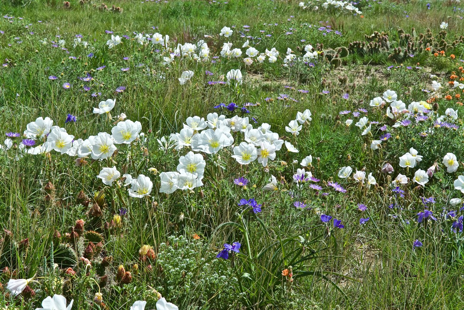 Tufted Evening Primrose (Oenothera caespitosa) - Plants and Animals of ...