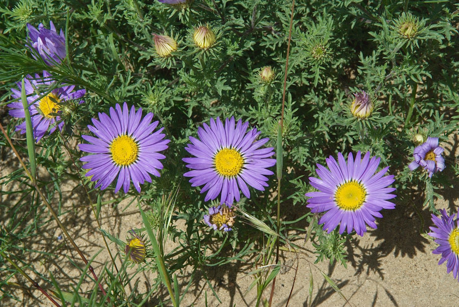 Two Tansyasters - Plants and Animals of Northeast Colorado