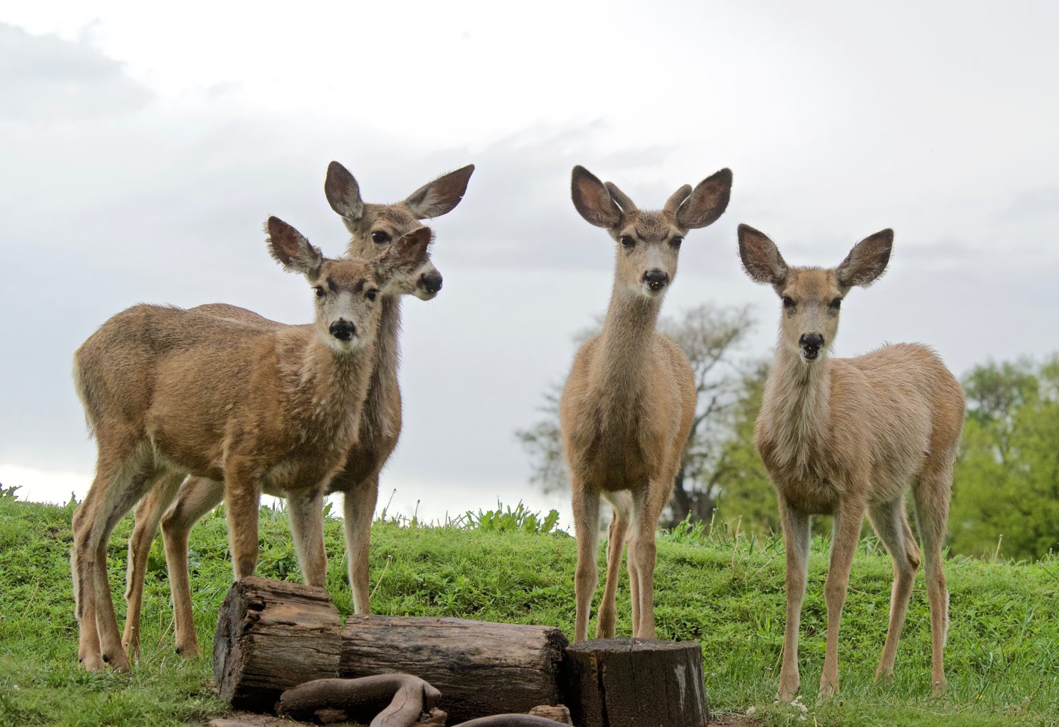 Mule Deer (Does) - Plants and Animals of Northeast Colorado