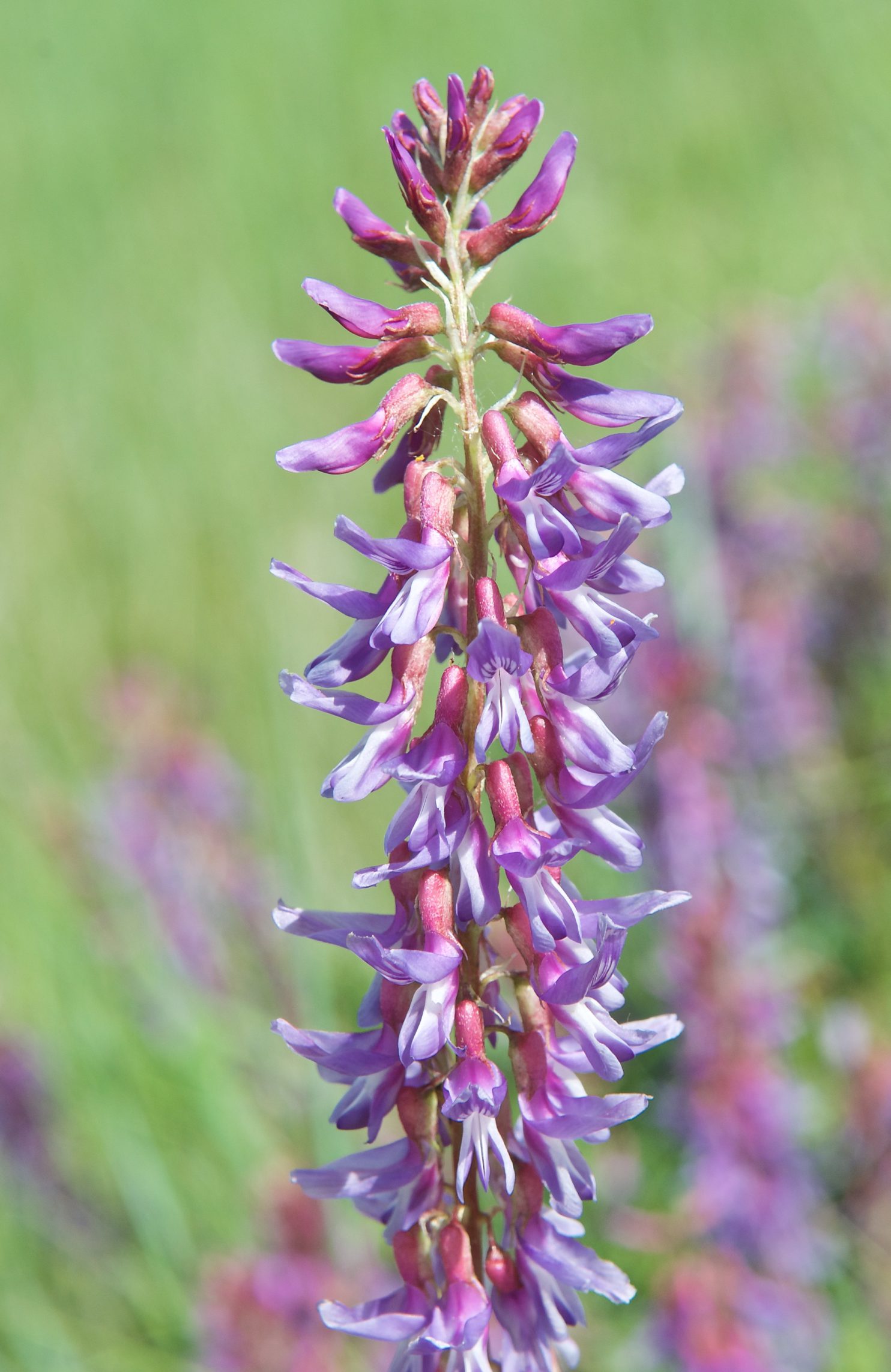 Two-Grooved Milkvetch (Astragalus bisulcatus) - Plants and Animals of ...
