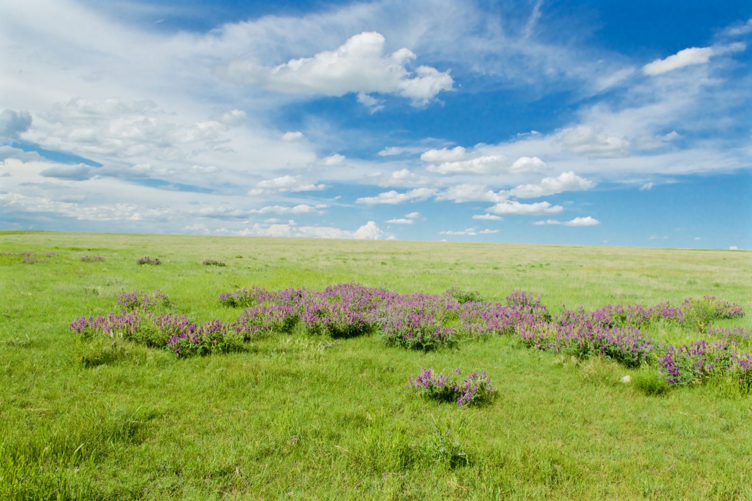 Two-Grooved Milkvetch (Astragalus bisulcatus) - Plants and Animals of ...