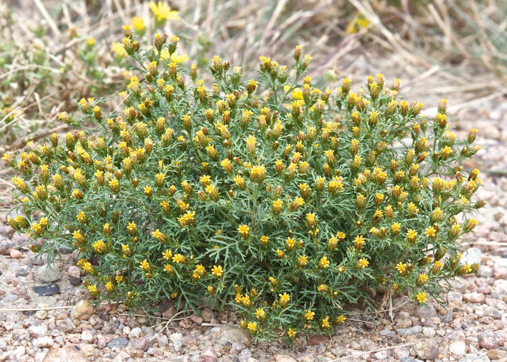 Fetid Marigold (Dyssodia papposa) - Plants and Animals of Northeast ...