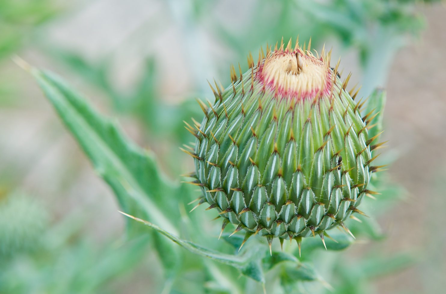 Wavy-Leafed Thistle (Cirsium undulatum) - Plants and Animals of ...