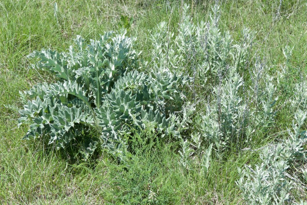 Wavy-Leafed Thistle (Cirsium undulatum) - Plants and Animals of ...
