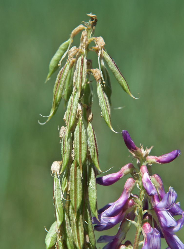 Two-Grooved Milkvetch (Astragalus bisulcatus) - Plants and Animals of ...