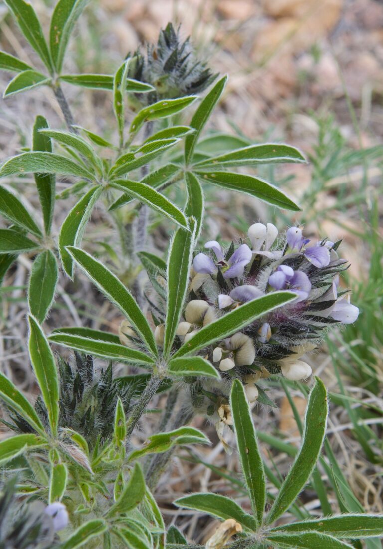 Indian Breadroot (Pediomelum esculentum)? - Plants and Animals of ...