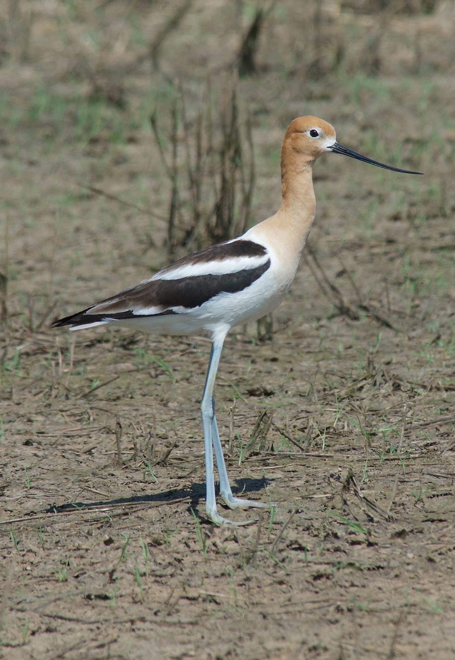 American Avocet - Plants and Animals of Northeast Colorado