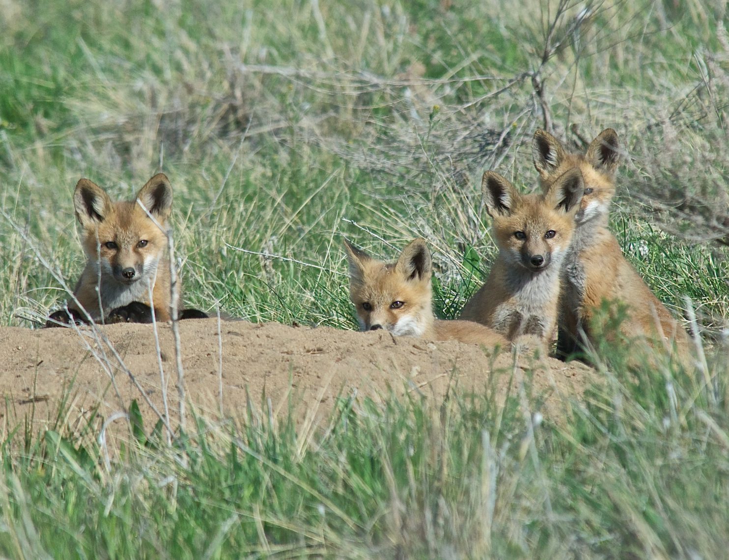 Baby Foxes - Plants and Animals of Northeast Colorado