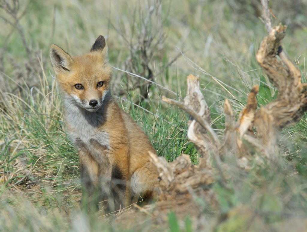 Baby Foxes - Plants and Animals of Northeast Colorado