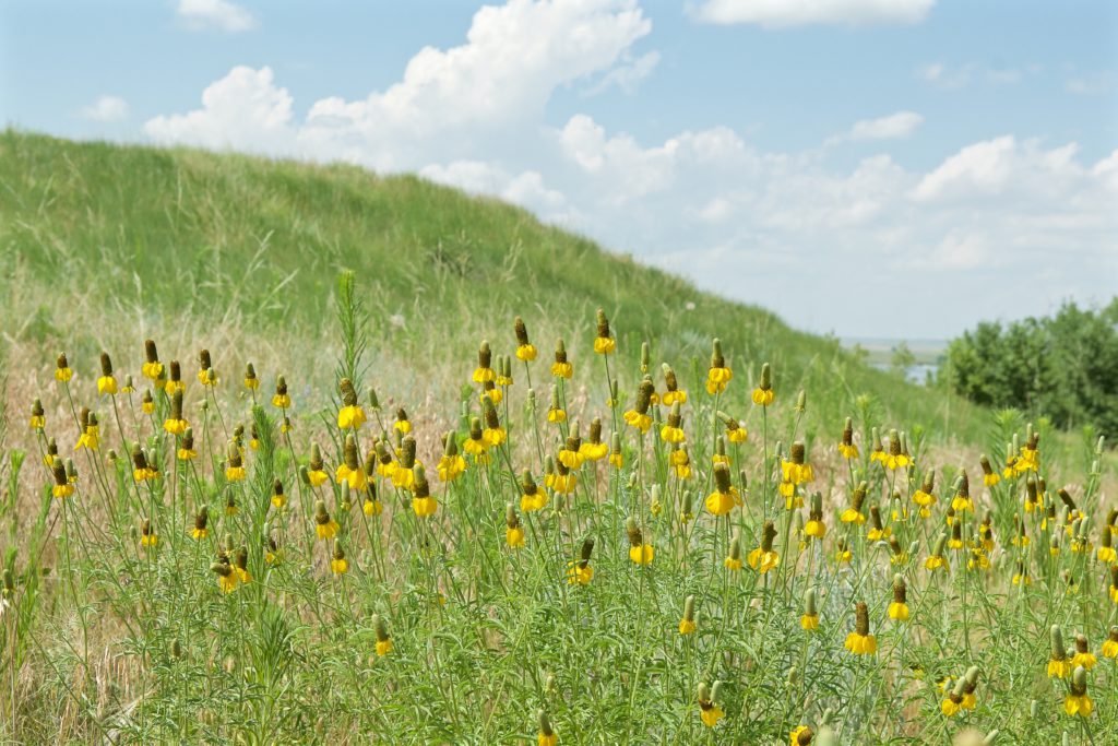 Prairie Coneflower (Ratibida columnifera) - Plants and Animals of ...