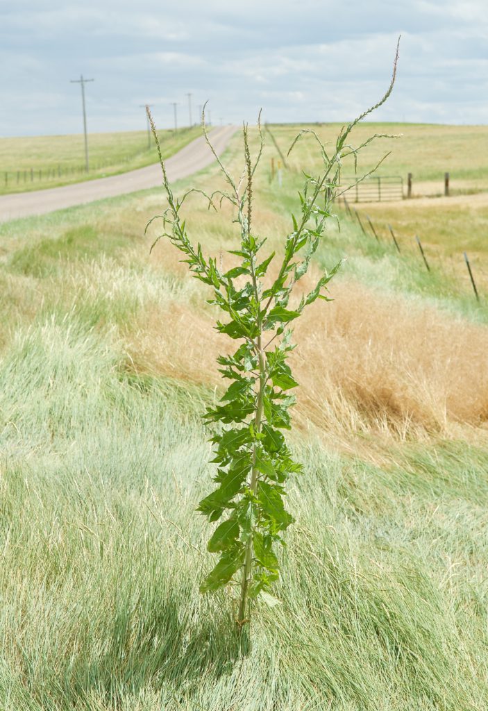 Velvety Gaura (Gaura parviflora) - Plants and Animals of Northeast Colorado
