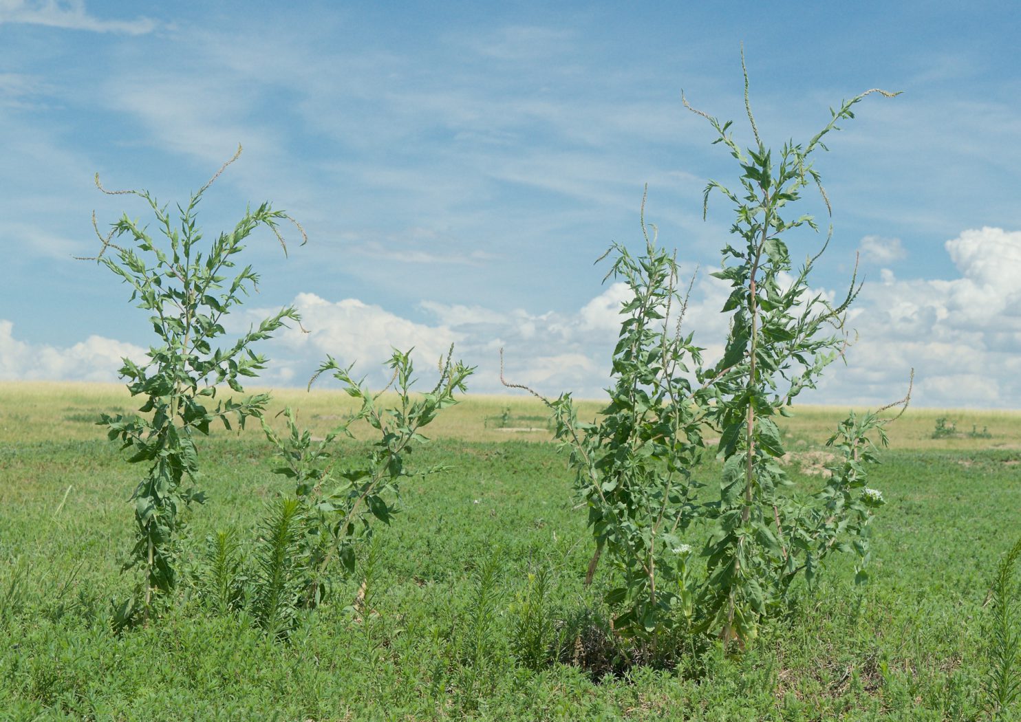 Velvety Gaura (Gaura parviflora) - Plants and Animals of Northeast Colorado