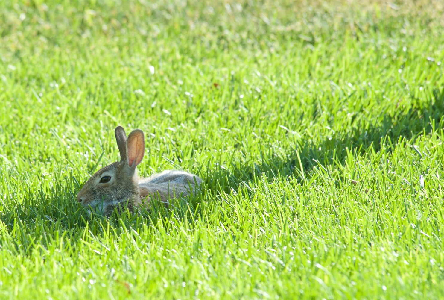 Cottontail Rabbits - Plants and Animals of Northeast Colorado