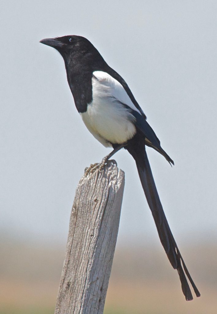Magpie - Plants and Animals of Northeast Colorado